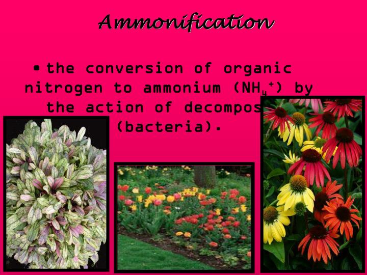 PPT - The Nitrogen Cycle!!!! PowerPoint Presentation - ID:4377989