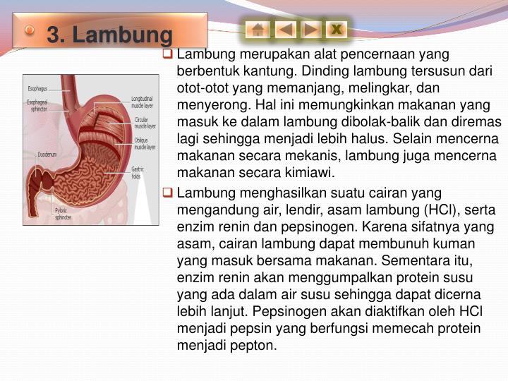 PPT - SISTEM PENCERNAAN PADA MANUSIA PowerPoint Presentation - ID:4380365