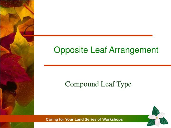 PPT - Tree Identification of Common Tree Species found in Ontario ...