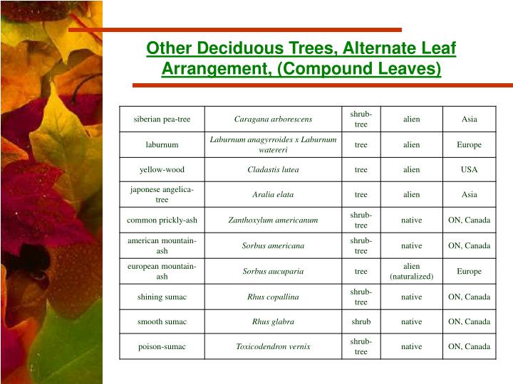 PPT - Tree Identification of Common Tree Species found in Ontario ...
