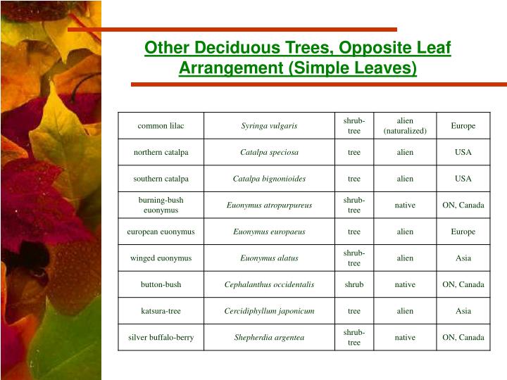 PPT - Tree Identification of Common Tree Species found in Ontario ...