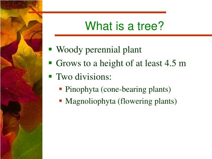 PPT - Tree Identification of Common Tree Species found in Ontario ...