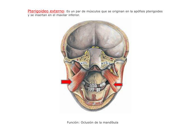 PPT - MUSCULOS DE LA CABEZA, CARA Y CUELLO PowerPoint Presentation - ID ...