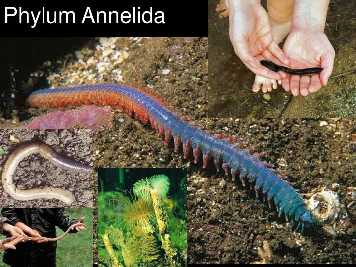 PPT - Phylum Annelida PowerPoint Presentation, free download - ID:4383838