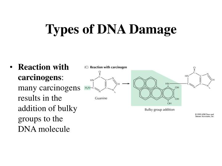 PPT - Genetic Material-DNA PowerPoint Presentation - ID:4383974