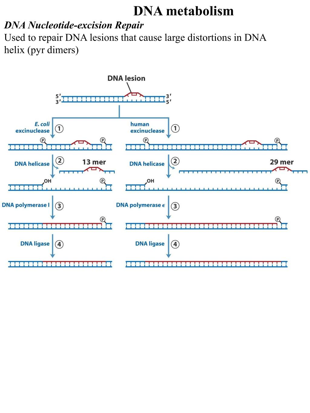 PPT - DNA Repair Lehninger, chapters 8 and 25 Blackburn & Gait, Ch. 6 ...