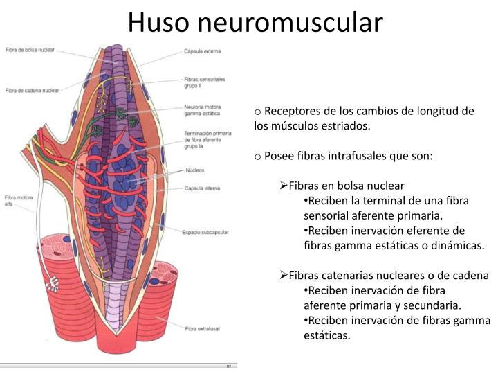 PPT - Tejido Muscular PowerPoint Presentation - ID:4387341