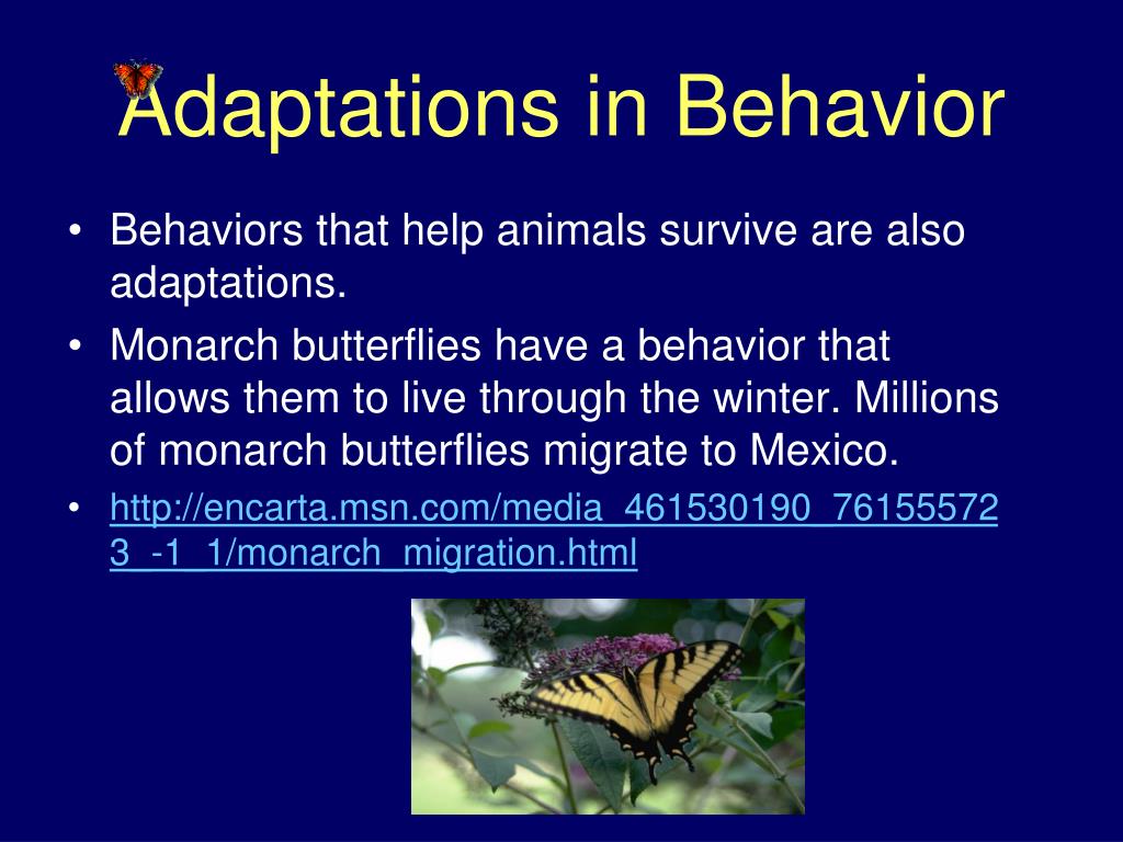 Ppt Adaptations In Organisms Powerpoint Presentation
