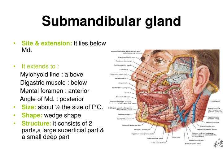 PPT - Anatomy II Head & Neck BY: DR.Yahya Alfarra CANADIAN BOARD IN ...