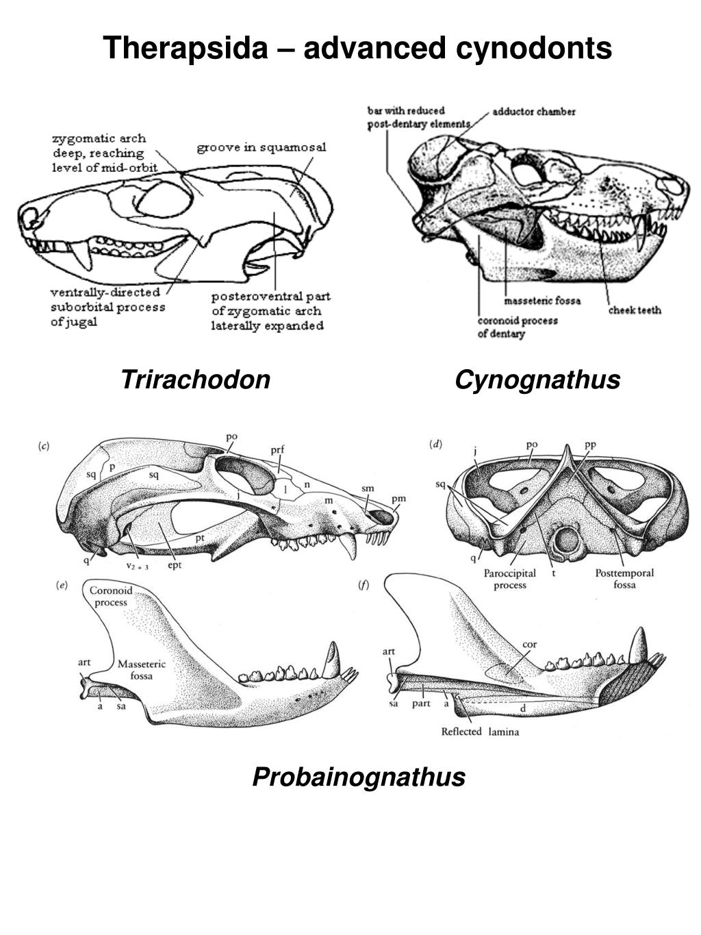 PPT - Mammal characteristics Soft anatomy Skin glands (sweat, scent ...