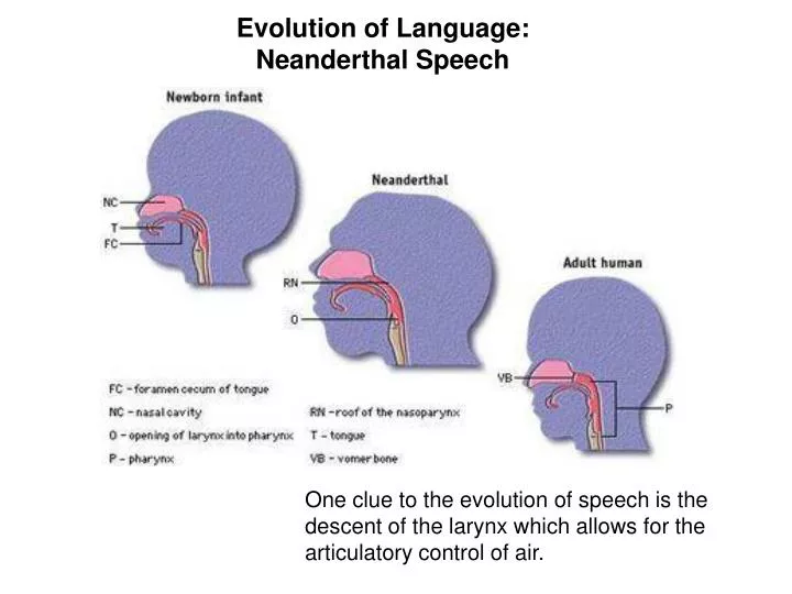 PPT - Evolution of Language: Neanderthal Speech PowerPoint Presentation ...
