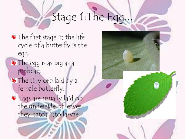 PPT - Life stages of a butterfly.... PowerPoint Presentation - ID:4393539