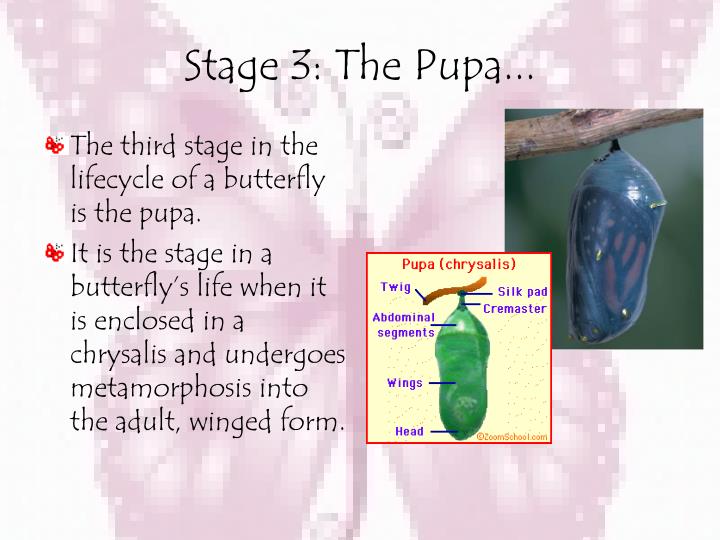 PPT - Life stages of a butterfly.... PowerPoint Presentation - ID:4393539