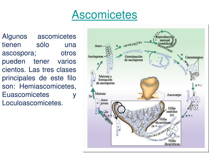 PPT - CLASIFICACIÓN DE HONGOS PowerPoint Presentation - ID:4394289