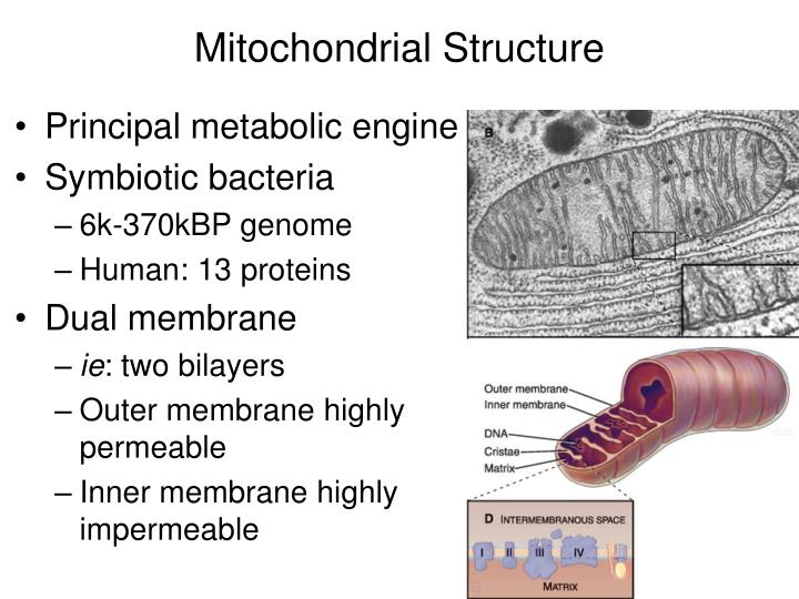 PPT - Mitochondrial Function PowerPoint Presentation - ID:4397280