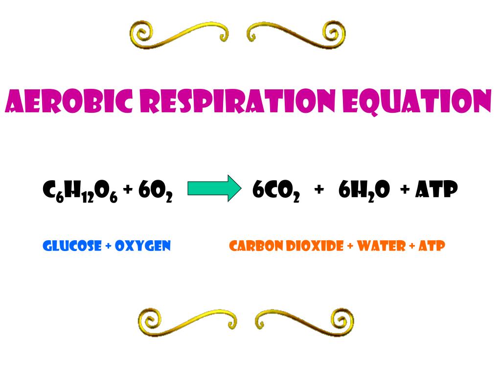 Ppt Respiration Powerpoint Presentation Free Download Id4397581