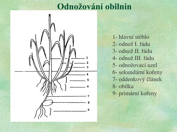 PPT - OBILNINY PowerPoint Presentation - ID:4399426