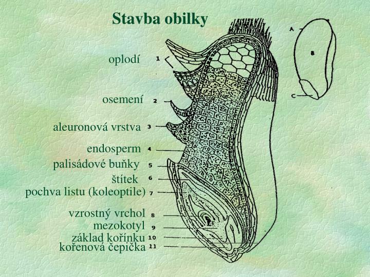 PPT - OBILNINY PowerPoint Presentation - ID:4399426