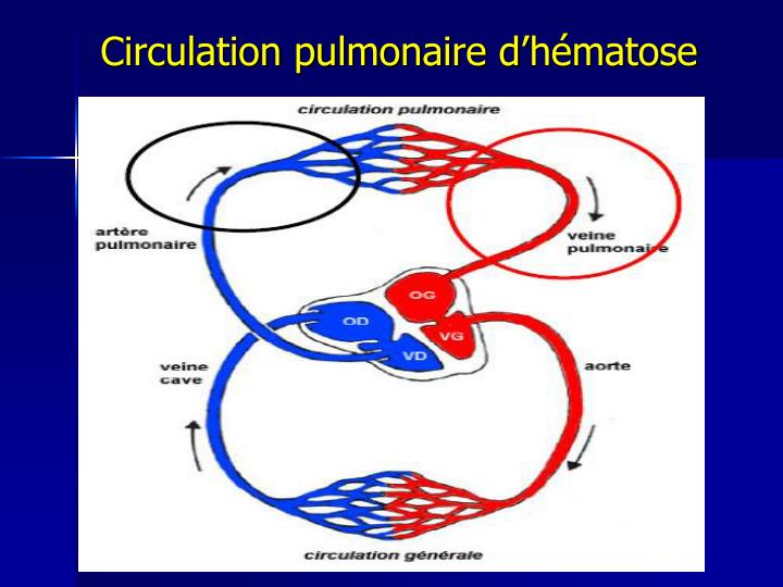 PPT - PHYSIOLOGIE RESPIRATOIRE INTRODUCTION PowerPoint Presentation ...