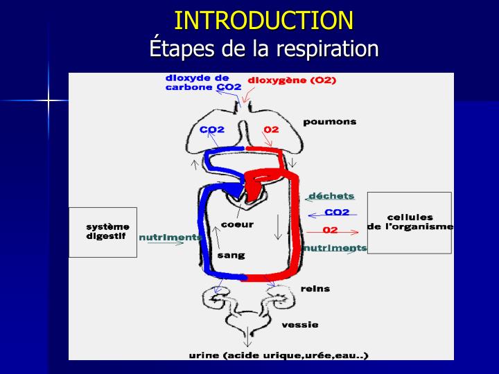 PPT - PHYSIOLOGIE RESPIRATOIRE INTRODUCTION PowerPoint Presentation ...