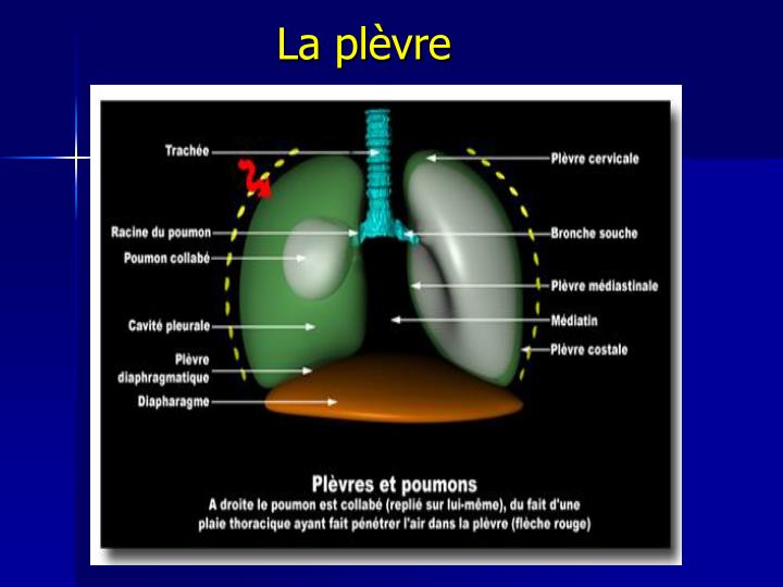 PPT - PHYSIOLOGIE RESPIRATOIRE INTRODUCTION PowerPoint Presentation ...