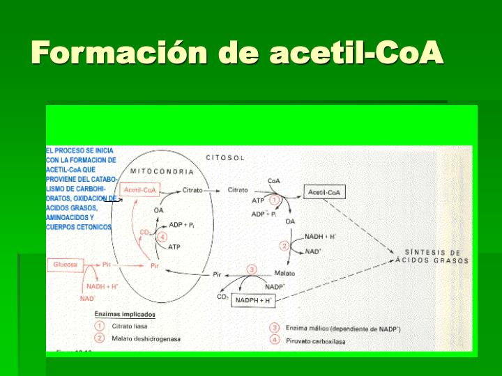 PPT - Anabolismo PowerPoint Presentation - ID:4402337