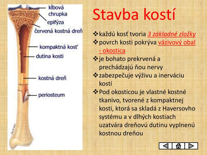 PPT - Oporná sústava PowerPoint Presentation - ID:4402482