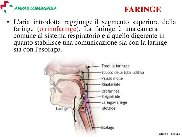 PPT - IL SISTEMA RESPIRATORIO Anatomia e fisiologia PowerPoint ...
