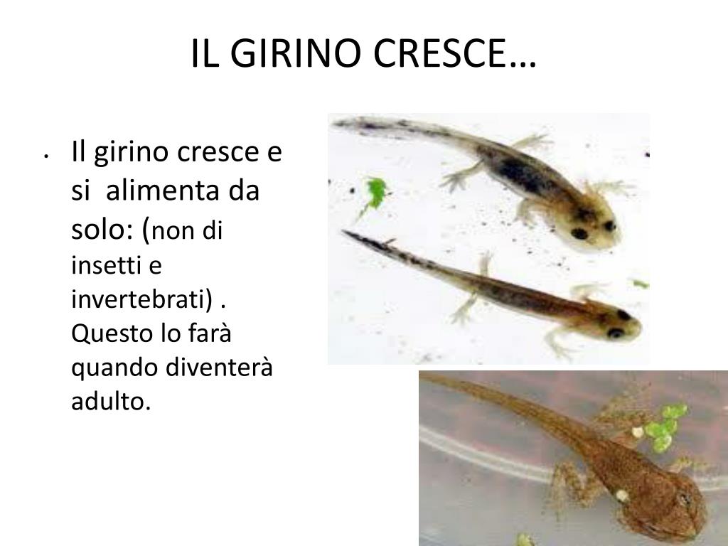 PPT - LA METAMORFOSI DELLA RANA PowerPoint Presentation, free download ...
