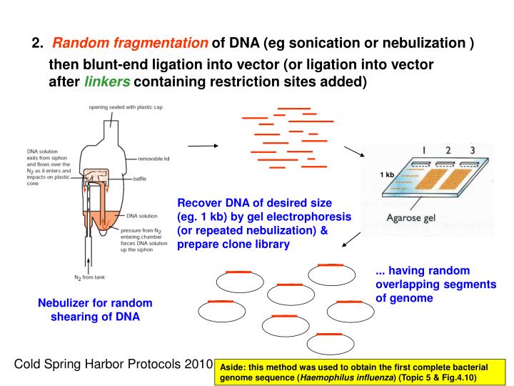PPT - TECHNIQUES & TOOLS FOR STUDYING DNA PowerPoint Presentation - ID ...