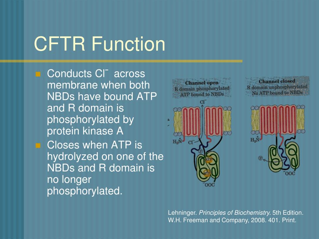 PPT - Cystic FibrosisTransmembrane Conductance Regulator and Filamin A ...