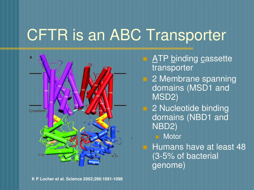 PPT - Cystic FibrosisTransmembrane Conductance Regulator and Filamin A ...