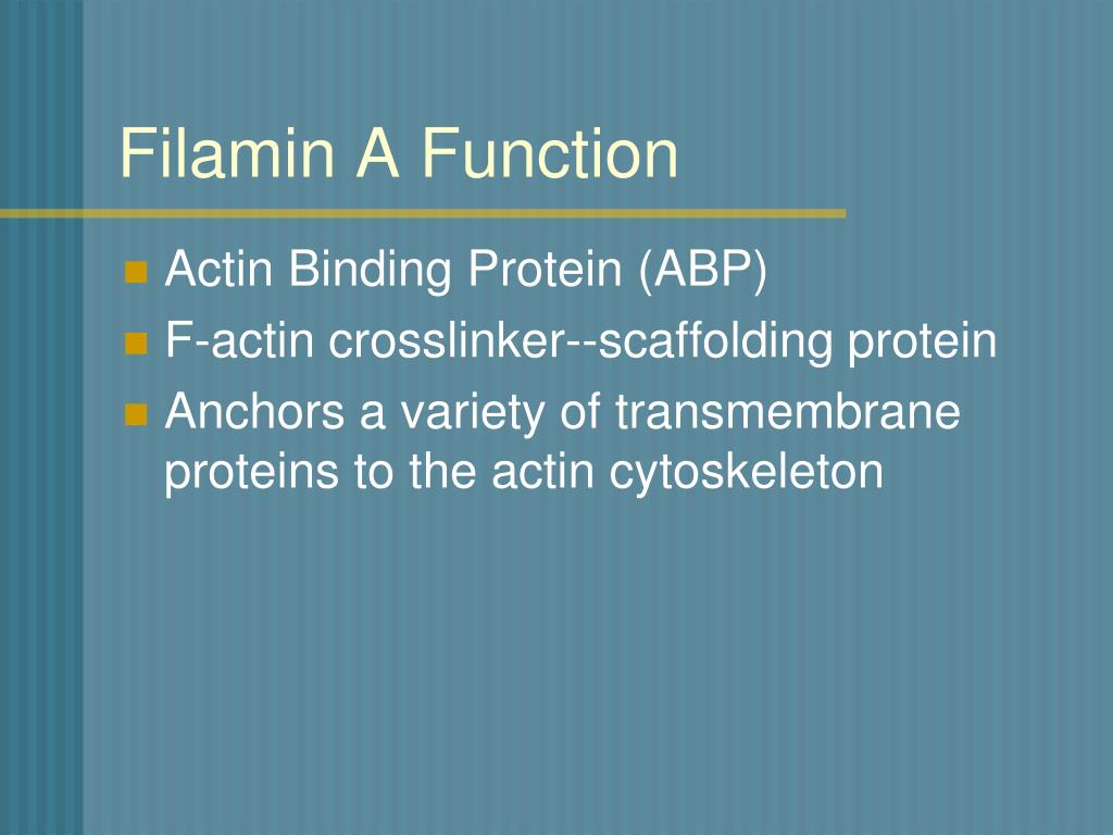 PPT - Cystic FibrosisTransmembrane Conductance Regulator and Filamin A ...