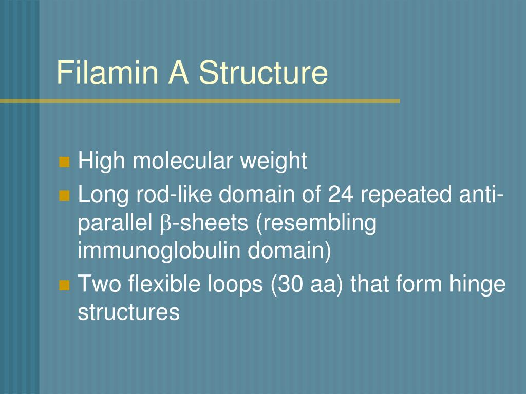 PPT - Cystic FibrosisTransmembrane Conductance Regulator and Filamin A ...