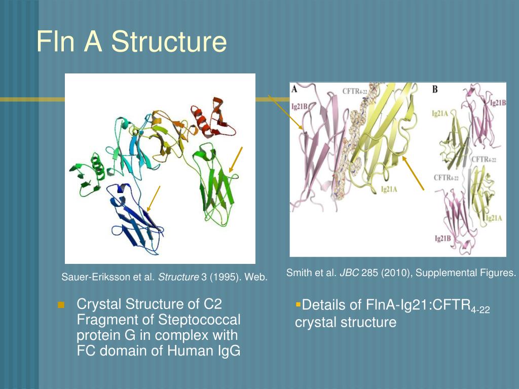 PPT - Cystic FibrosisTransmembrane Conductance Regulator and Filamin A ...