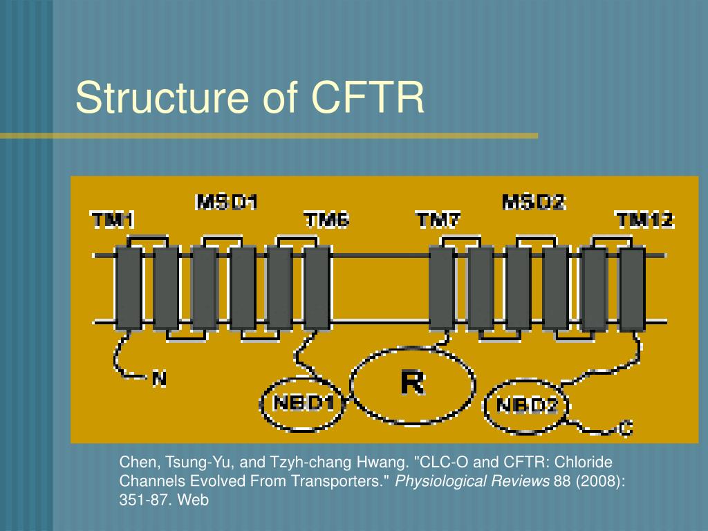 PPT - Cystic FibrosisTransmembrane Conductance Regulator and Filamin A ...