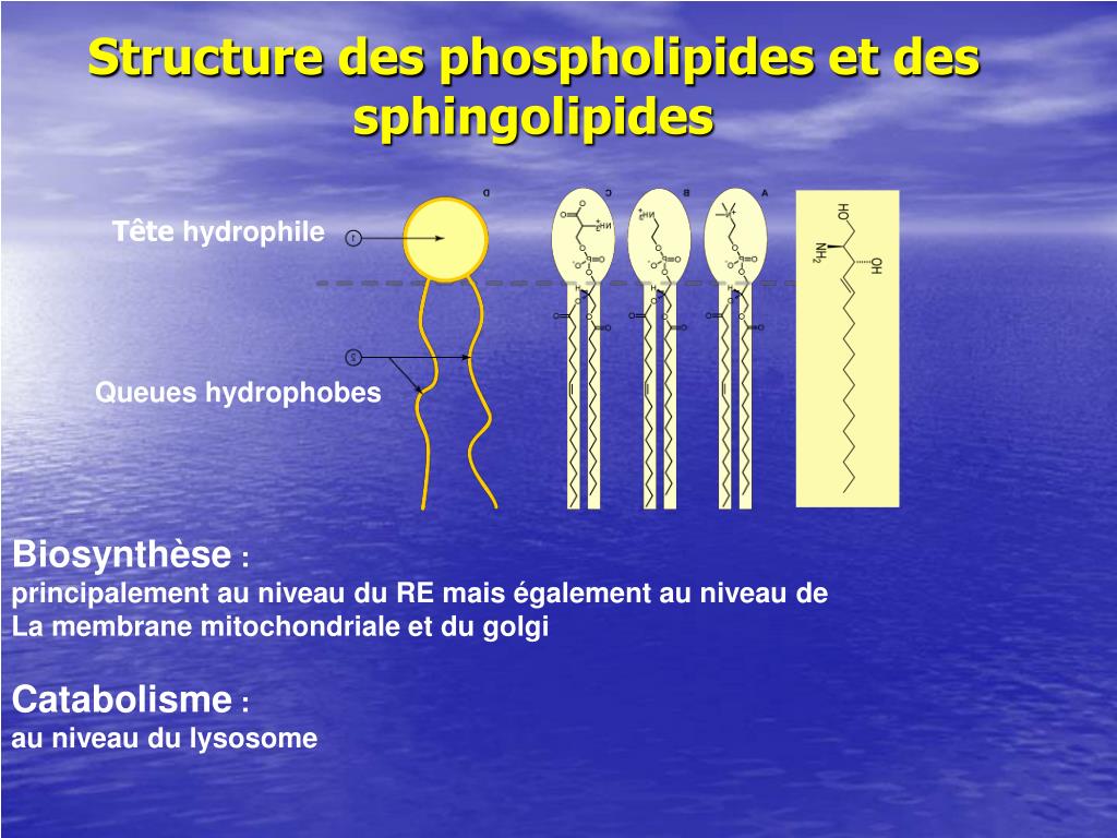 PPT - Maladies héréditaires liées au métabolisme des phospholipides et ...