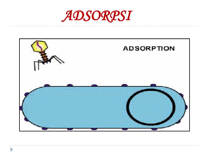 PPT - VIRUS PowerPoint Presentation - ID:4409270