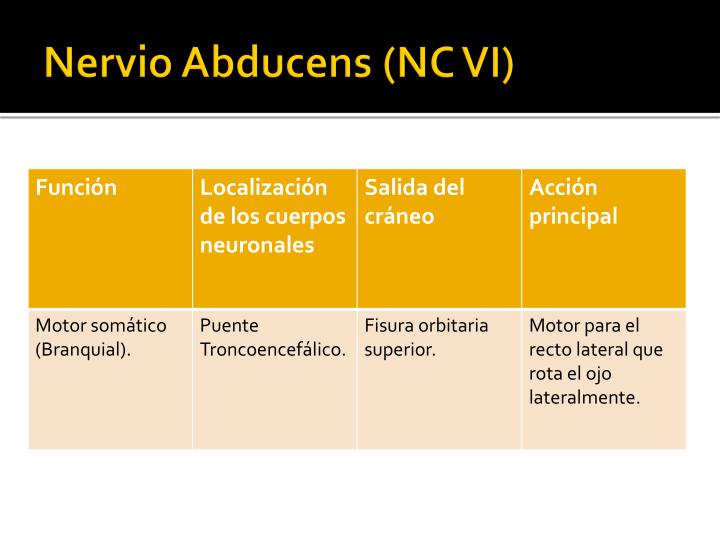 PPT - Pares Craneales PowerPoint Presentation - ID:4410828