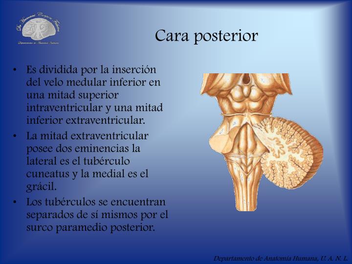 PPT - Módulo X Bulbo raquídeo PowerPoint Presentation - ID:4410903