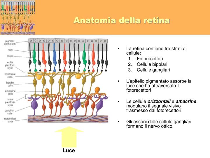 PPT - Fotorecezione PowerPoint Presentation - ID:4410993