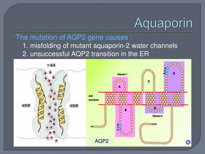 PPT - Chap44 Diabetes insipidus and aquaporin (ADH, aldosterone and ...