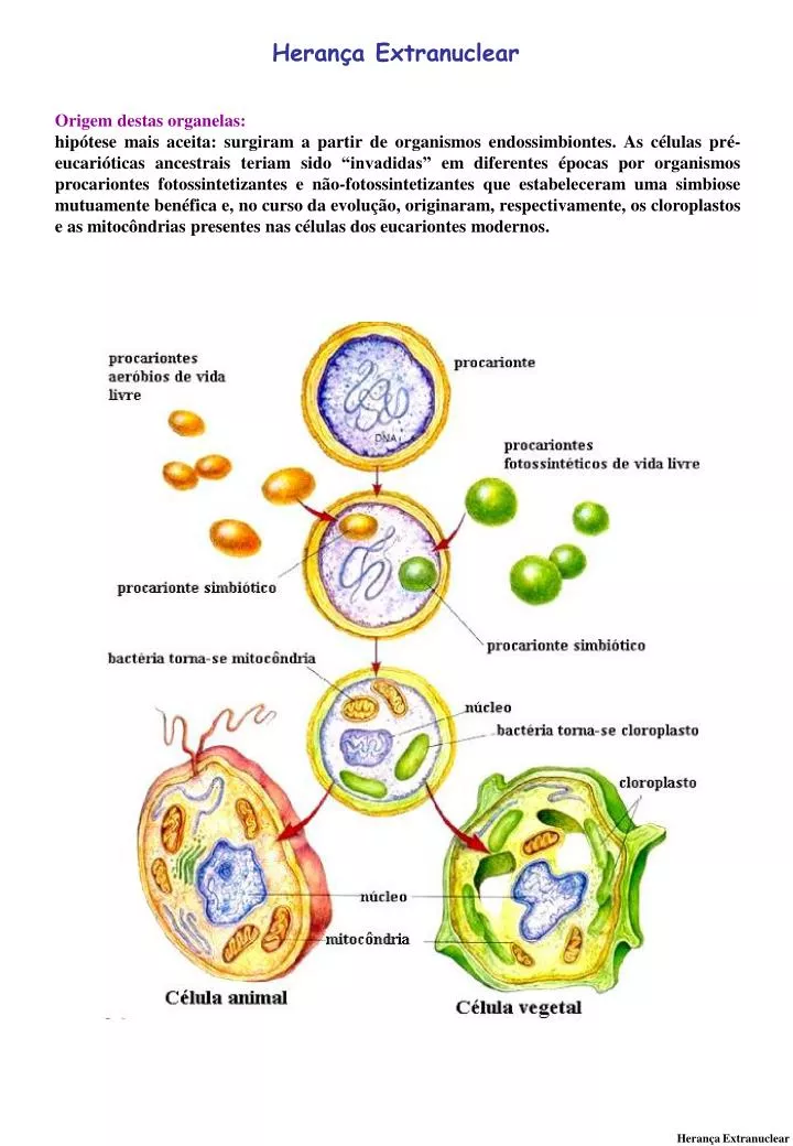 PPT - Herança Extranuclear PowerPoint Presentation, free download - ID ...