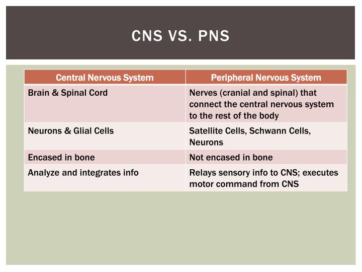 PPT - Autonomic Nervous system PowerPoint Presentation - ID:4416829