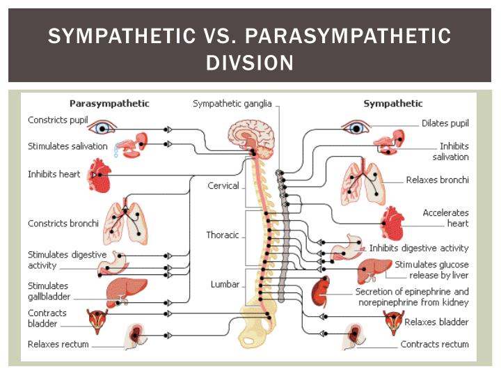 PPT - Autonomic Nervous system PowerPoint Presentation - ID:4416829