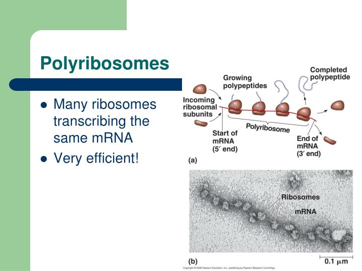 PPT - Protein Synthesis Biology 11 preAP PowerPoint Presentation - ID ...