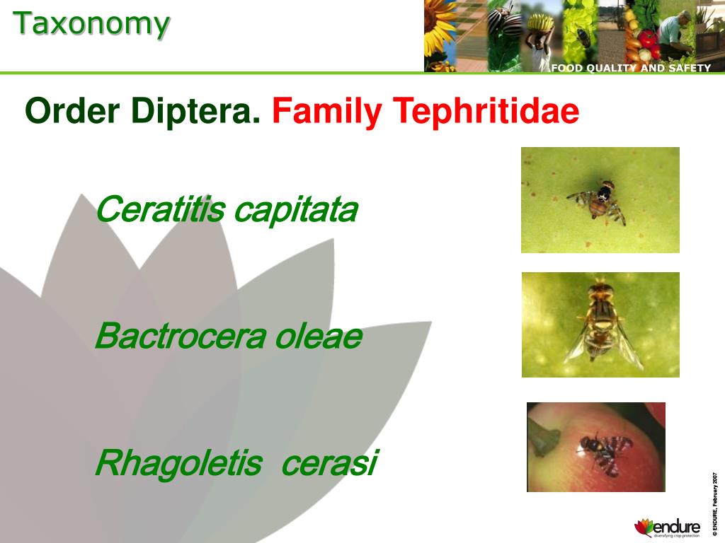 PPT - Medfly ( Ceratitis capitata ) Biology and control Spain ...