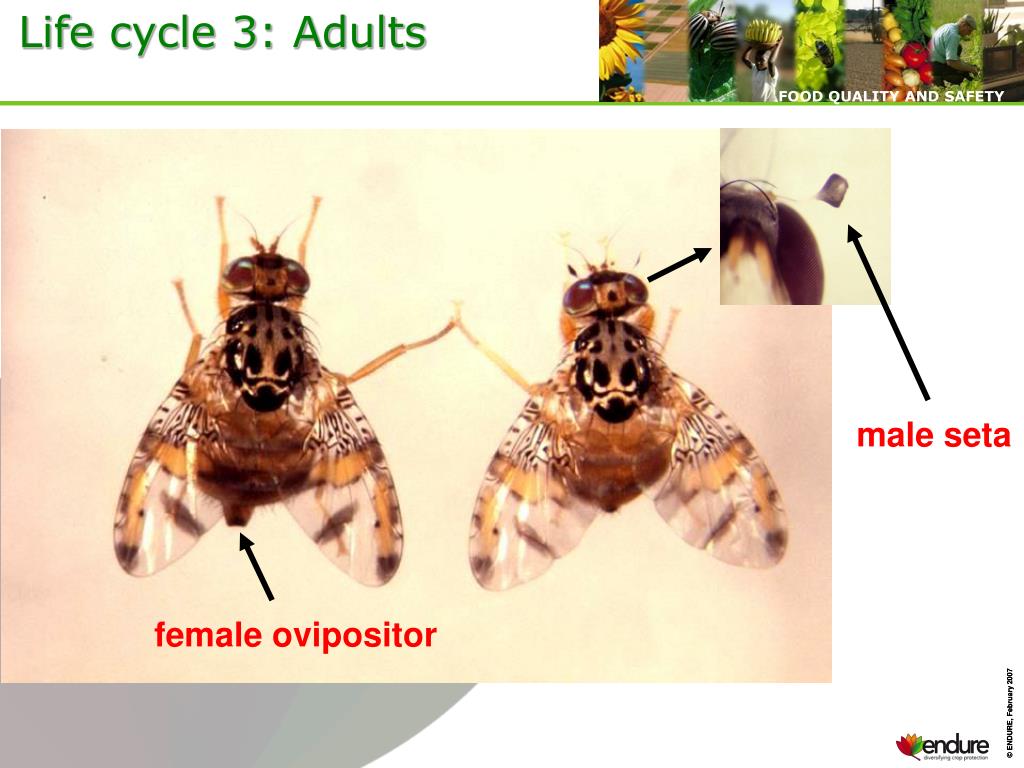 PPT - Medfly ( Ceratitis capitata ) Biology and control Spain ...