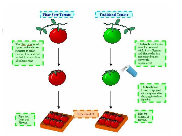 PPT - Vitamins PowerPoint Presentation - ID:4421149