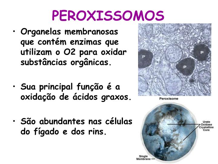 PPT - CITOPLASMA PowerPoint Presentation - ID:4421495
